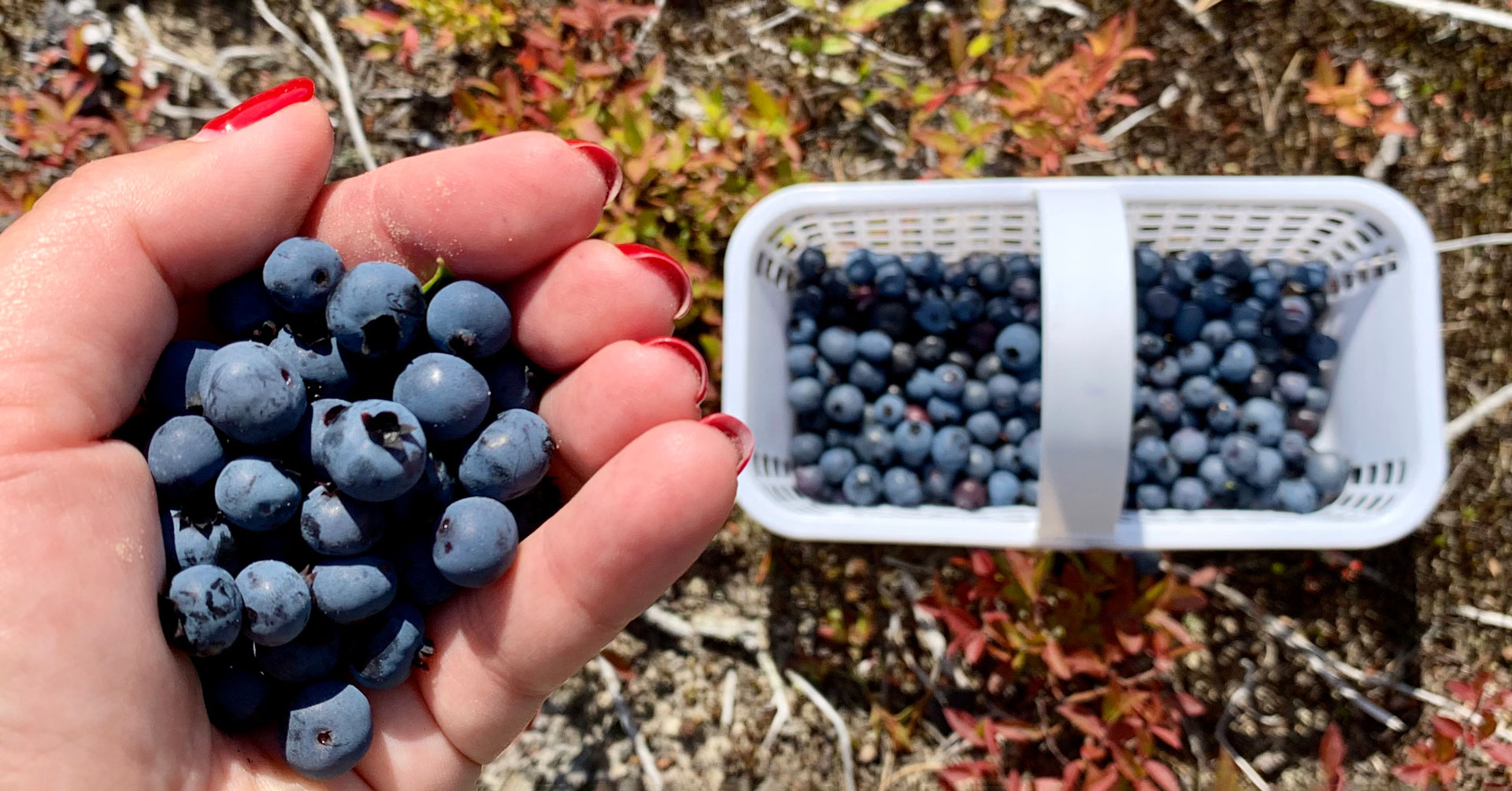 Food Security Fund | Cree Health